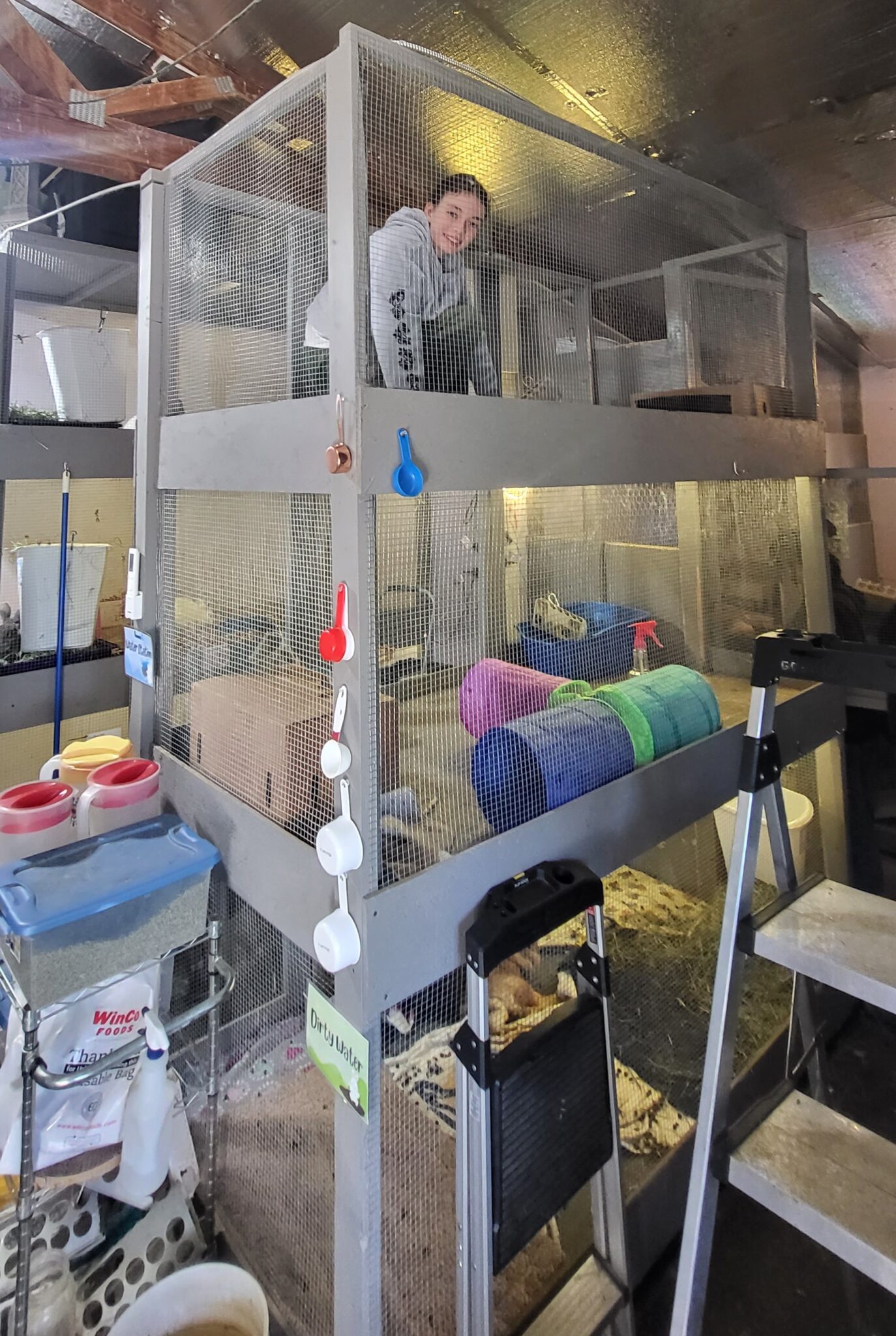 Bunny Heroes: Teens Hop Into Action at Rabbit Rescue Center in Redmond ...